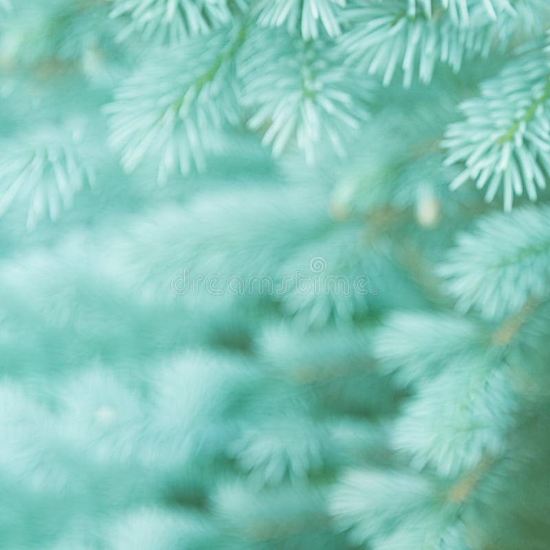Blurred Background of Young Branches of Blue Spruce in the Colors of ...