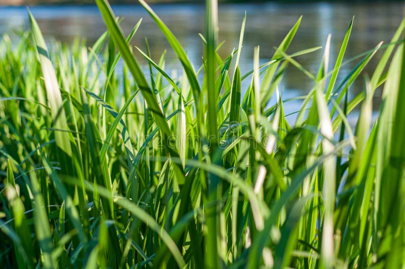 Blurred Background, Young Long Leaves of Green Reed Stock Photo - Image ...