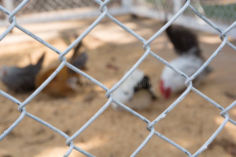 Blurred Bantam Cage Stock Photos - Free & Royalty-Free Stock Photos ...