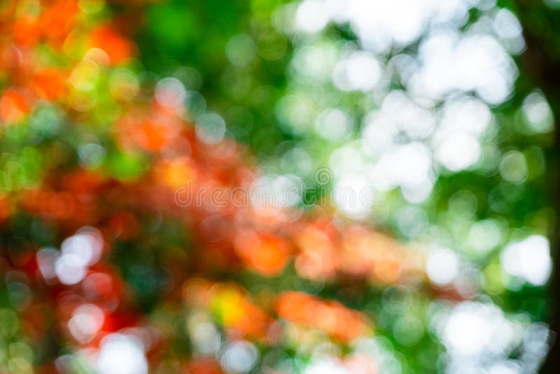Blurred of Beautiful Red and Green Maple Leaves Pattern Texture on the ...