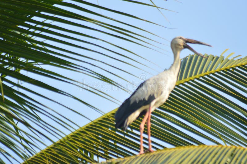 Blurred Bird in the Background on a Tropical Beach Stock Image - Image ...