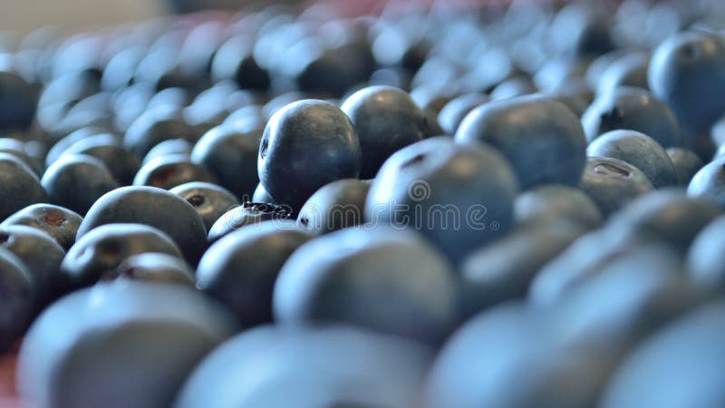Blurred Blueberry Widescreen Background Stock Photos - Free & Royalty ...
