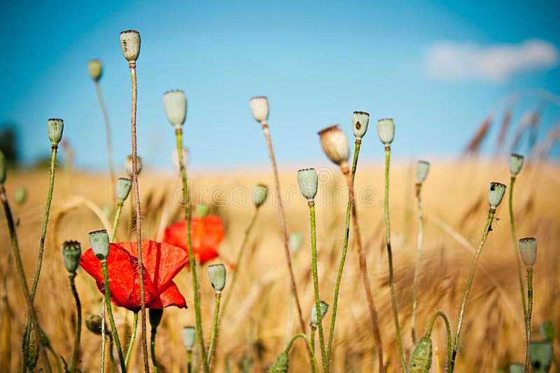 587 Sunflowers Poppies Stock Photos - Free & Royalty-Free Stock Photos ...
