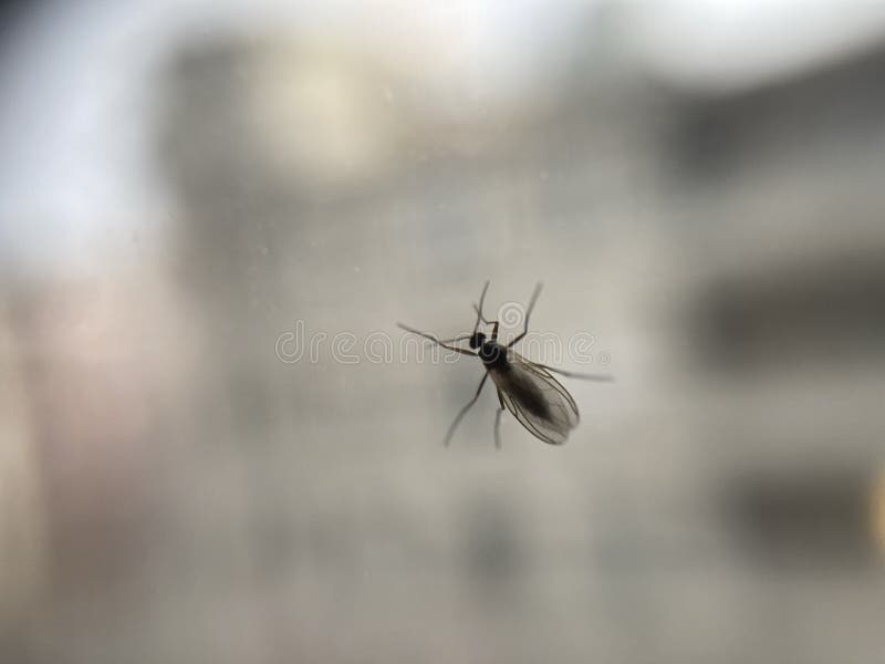 Fly on glass stock photo. Image of glass, blurred, buildings - 215412752