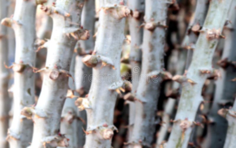 Cassava Tree in Planting Farm, Close-up Cassava Stalk at Plantation ...
