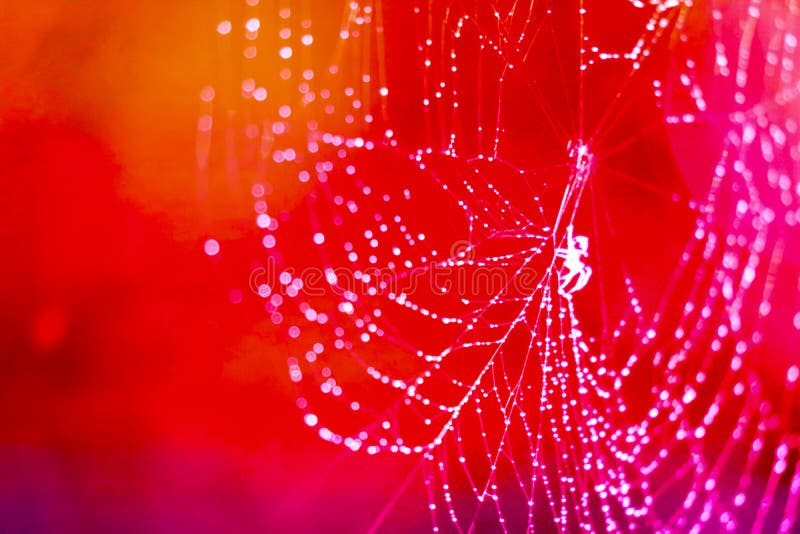 Blurred Cobweb Dew Drop Rain on Web Red Background Stock Image - Image ...