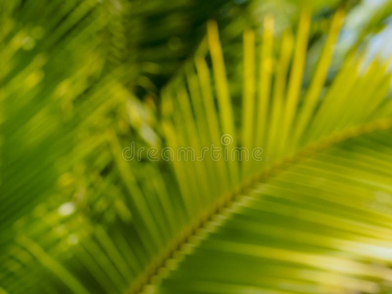 Blurred Coconut Leaves for Abstract Summer Background Stock Image ...