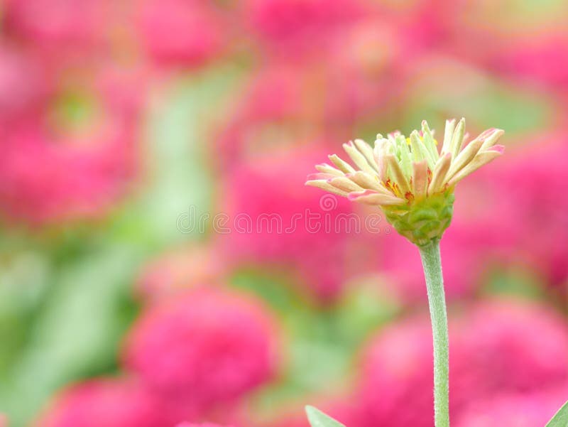 Blurred Colorful Flowers in the Garden, Background for Beautiful ...