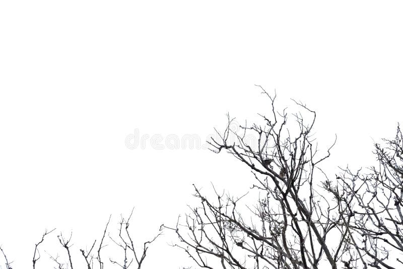 Blurred a Dead Tree with Twigs in the Forest with White Sky Background ...