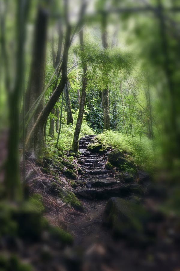 Blurred Edges with Stairway through Lush Forest. Stock Photo - Image of ...
