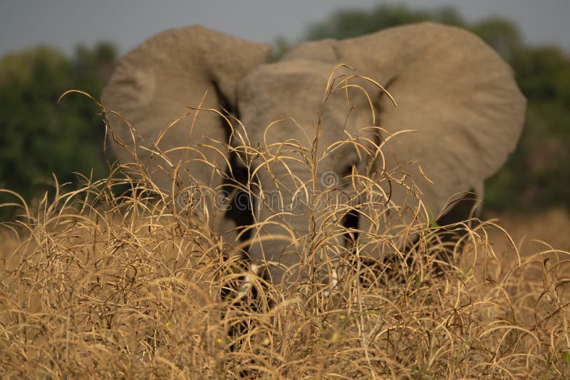 Blurred Elephant with Open Ears Behind Bushes Stock Photo - Image of ...