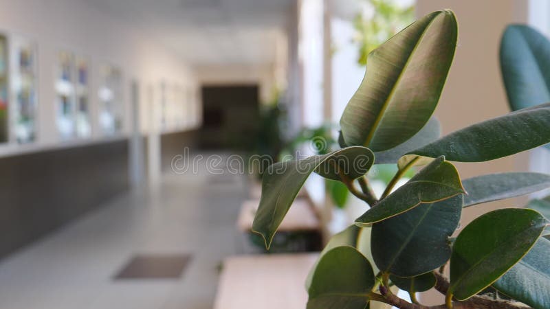 Blurred Empty School Corridor Inside with Large Windows and Flowers ...
