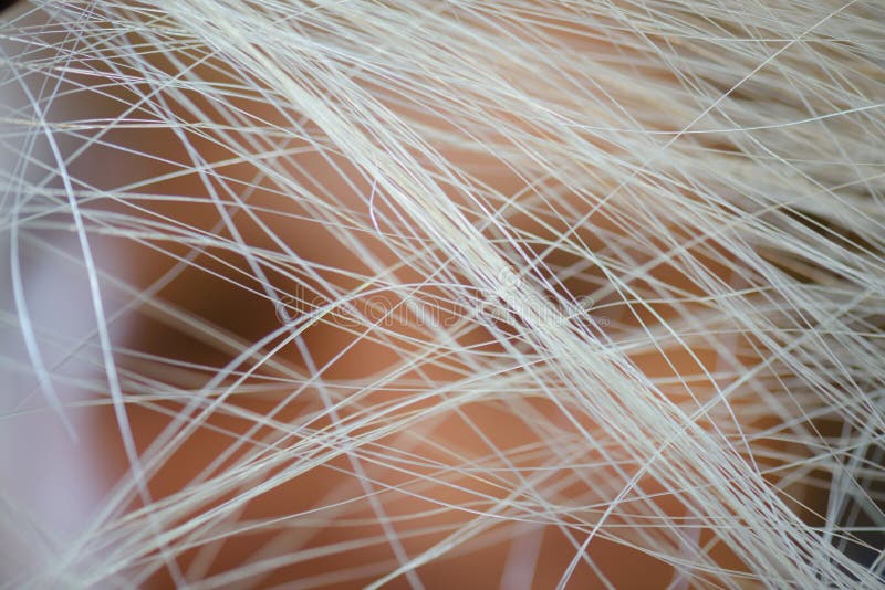 Fibres Tendrils Stock Photos - Free & Royalty-Free Stock Photos from ...