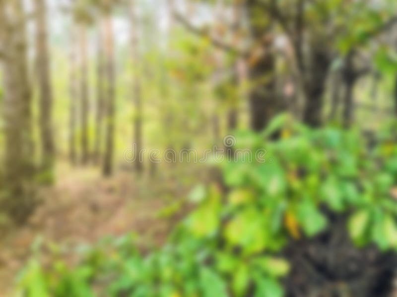 Blurred Fall Garden Background Stock Image - Image of fall, light: 65461811