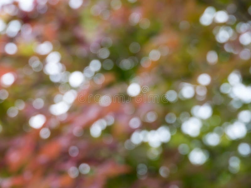 Blurred Fall Garden Background Stock Image - Image of fall, light: 65461811