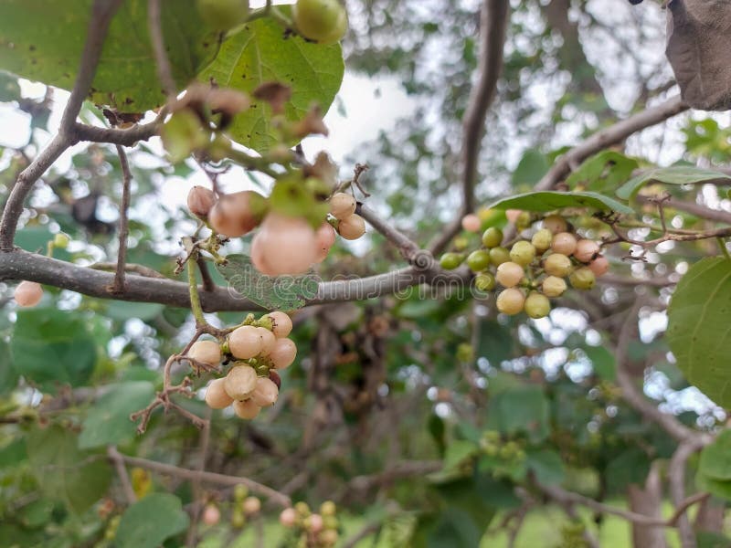 Blurred Fig Tree with Peach and Green Fruit and Green Leaves Stock ...