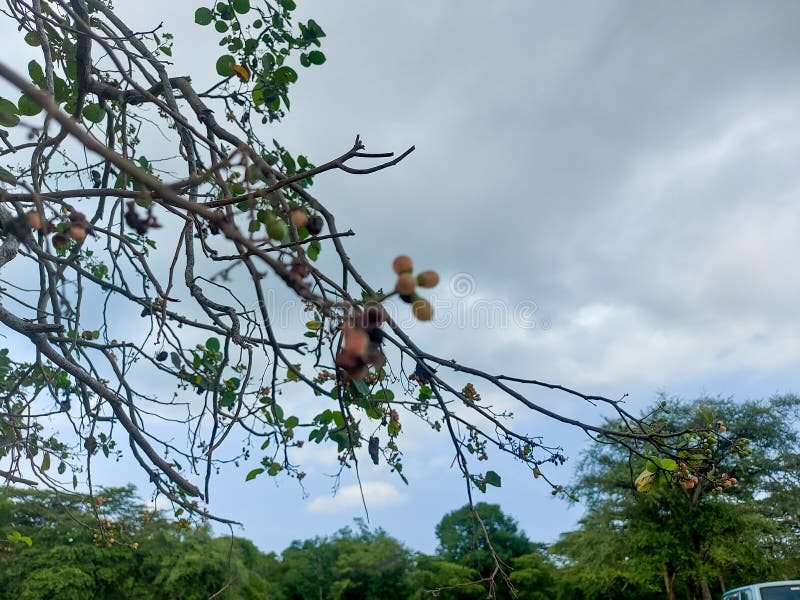 Blurred Fig Tree with Peach and Green Fruit and Green Leaves Stock ...