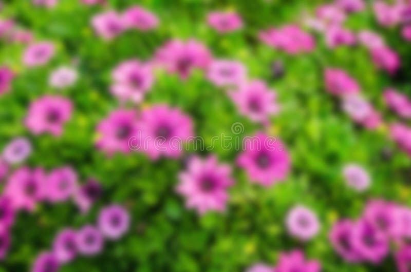 Blurred flower background stock image. Image of color - 77180671