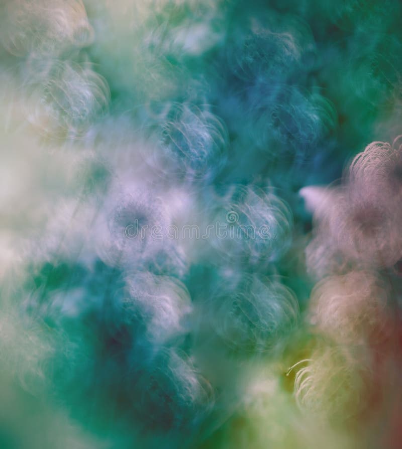 Blurred Fluffy Flower (softness Flower) - Beautiful Nature Stock Image ...