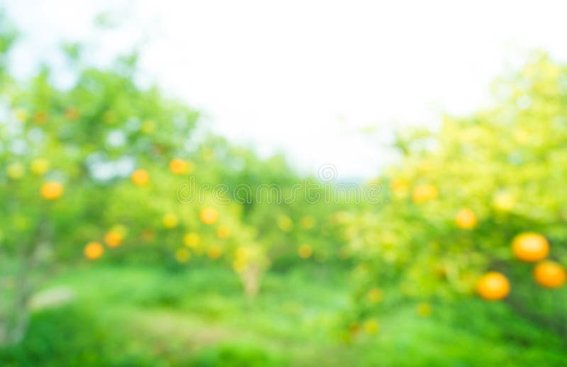 A Farm Garden of Mango Trees among the Hills in Israel. Stock Image ...