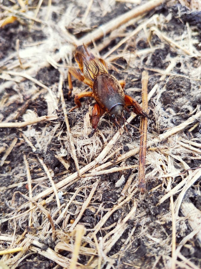 Blurred Front and Back Insect on Dry Grass. Stock Image - Image of ...