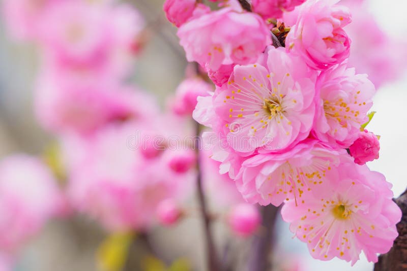 Japanese Landscaping Budget Stock Photos - Free & Royalty-Free Stock ...