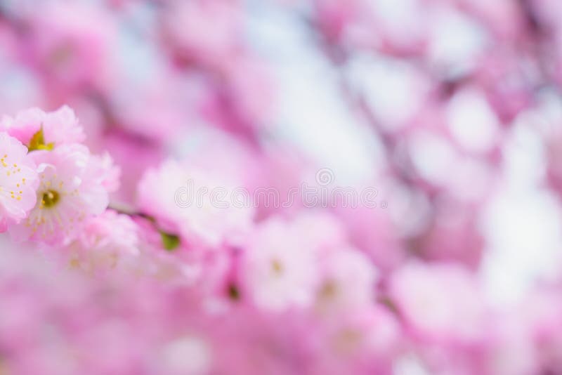 Blurred Gentle Spring Background Like Copy Space. Defocused Sakura ...