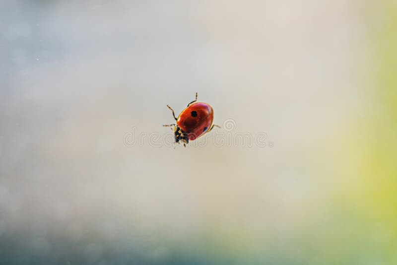 On a Blurred Glass Background, a Red Ladybug Stock Image - Image of ...