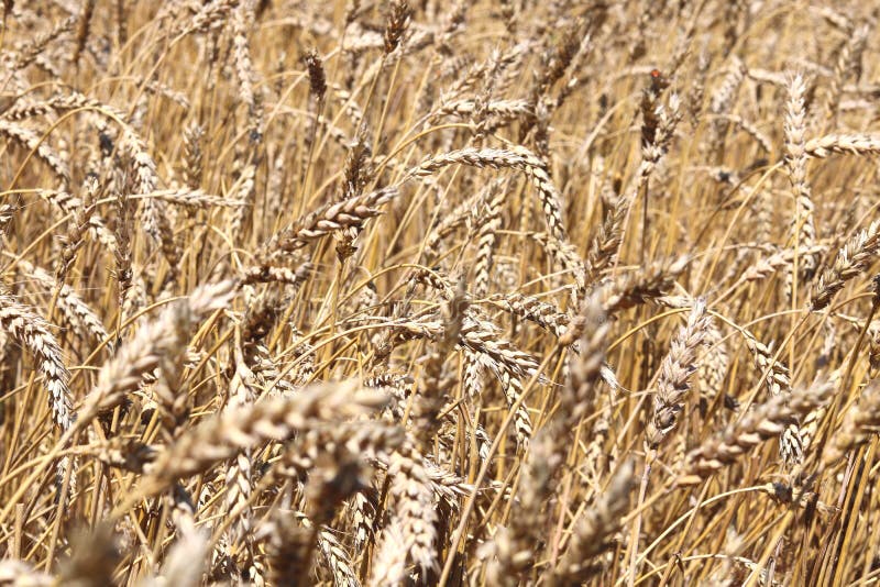 Blurred Golden Background with Wheat Ears Stock Image - Image of grain ...