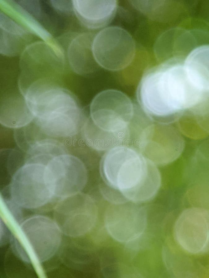 Blurred Green Leaf Gradient Nature Background Fresh Idea Wallpaper Stock Photos - Free & Royalty ...