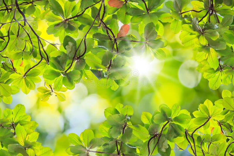 Blur Leaves on Abstract Bokeh Natrue Background Stock Image - Image of ...