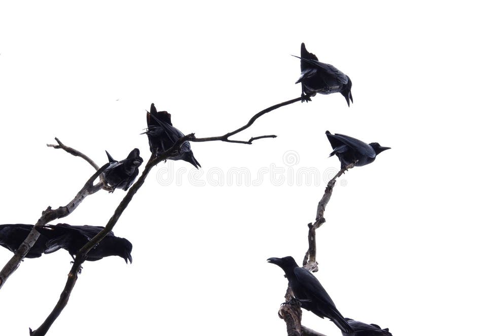 In Selective Focus a Group of Black Crows Sitting on Dead Tree Trunk ...