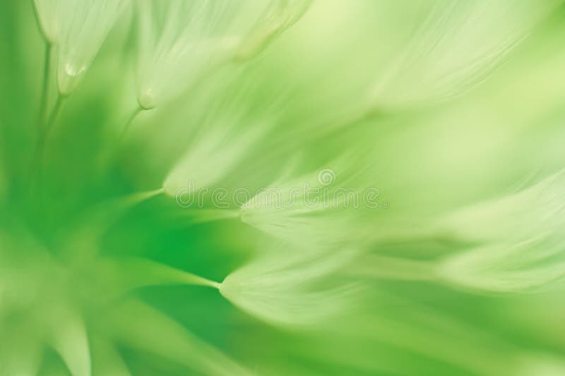 Blurred Green Plant As an Abstract Background Stock Photo - Image of ...