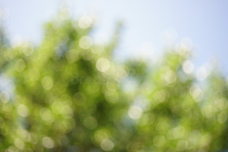 Blurred Green Summer Trees and Sky. Sunny Garden in Blur Stock Image ...