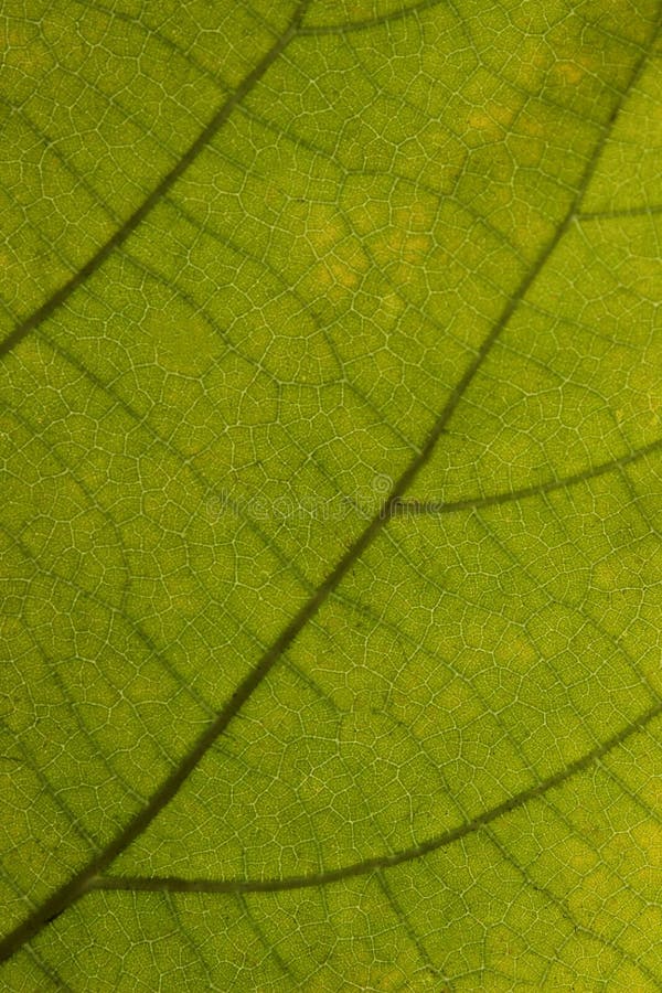 Blurred Green Texture Background. Cropped Shot of Green Leaf Texture ...