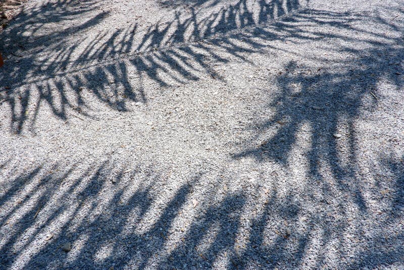 Blurred a Group of Coconut Leaves Shadow on a Rock Pathway with ...