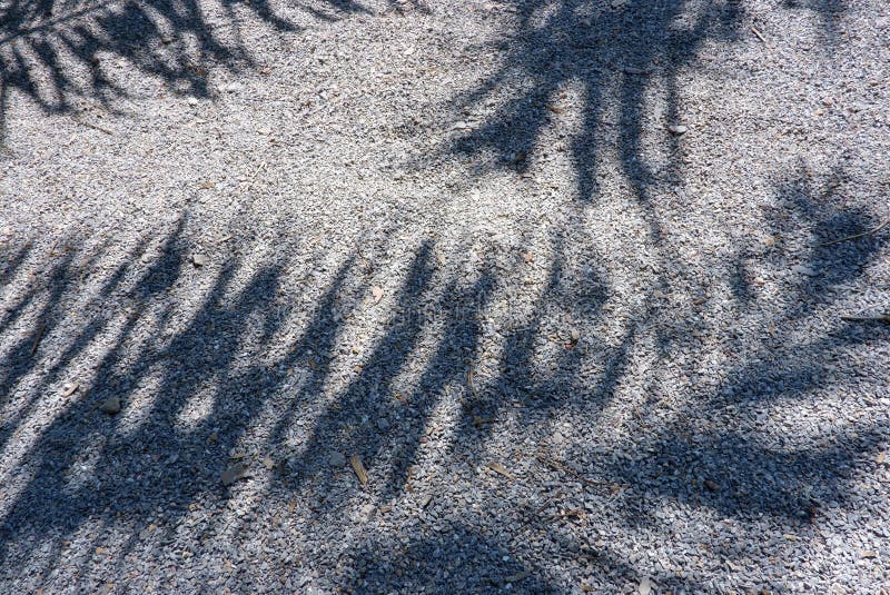Blurred a Group of Coconut Leaves Shadow on a Rock Pathway with ...
