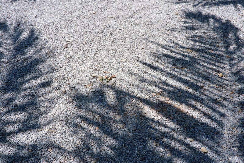 Blurred a Group of Coconut Leaves Shadow on a Rock Pathway with ...