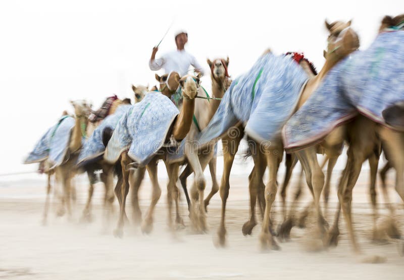 347 Running Camels Stock Photos - Free & Royalty-Free Stock Photos from ...