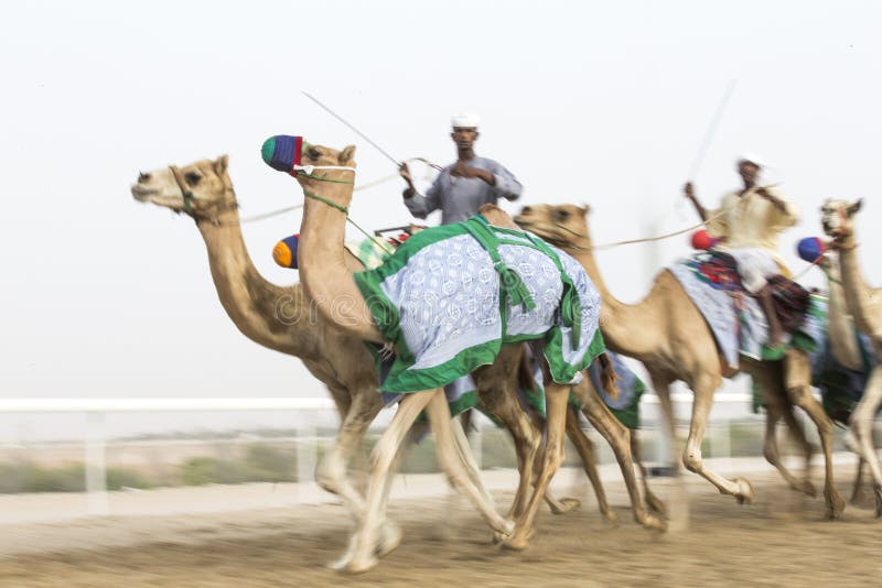 294 Running Camels Stock Photos - Free & Royalty-Free Stock Photos from ...