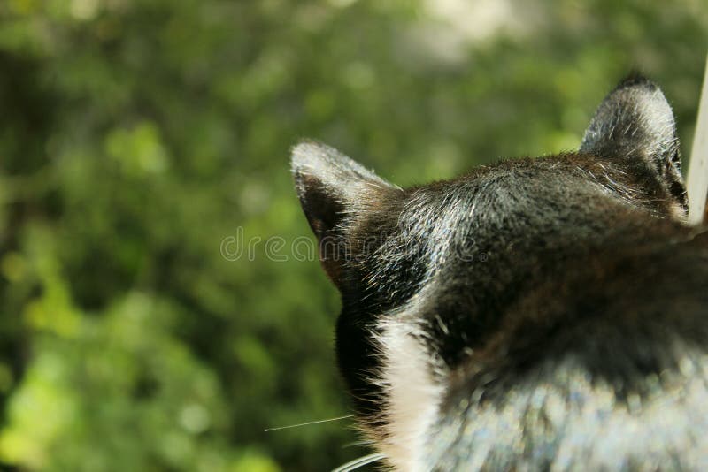 Blurred Image of a Cat, Close Up Back View. Animals, Pets Concept Stock ...