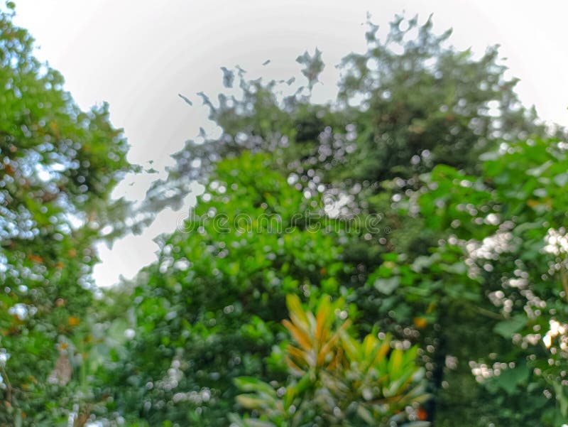 Blurred Abstract Background of a Lush Forest Canopy Stock Image - Image ...