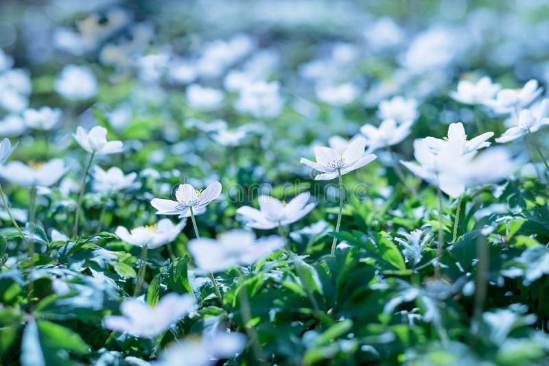 Blurred Image of Spring, Early Anemone Flowers. Floral Background Stock ...