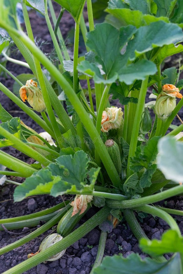 Blurred Image of Zucchini and Flowers on a Plant in an Eco Farm Stock ...