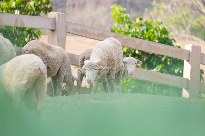 Blurred Leaf and Sheep Roll Horn Standing Stock Image - Image of field ...