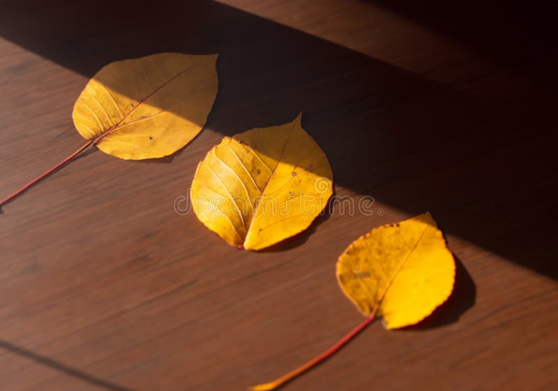 Blurred Leave Shadow on Wood Table Stock Illustration - Illustration of ...