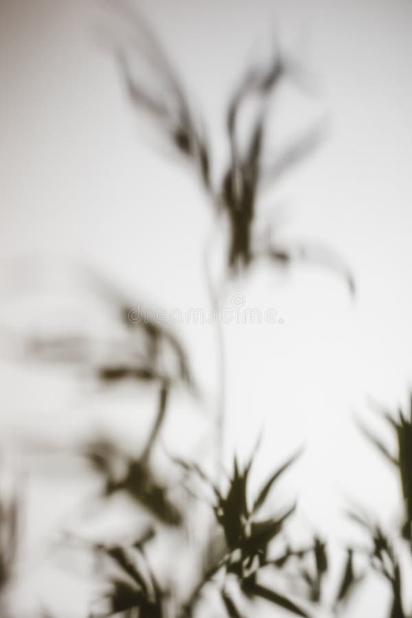 Blurred Leaves Shadow White Backdrop. High Quality Photo Stock Image ...