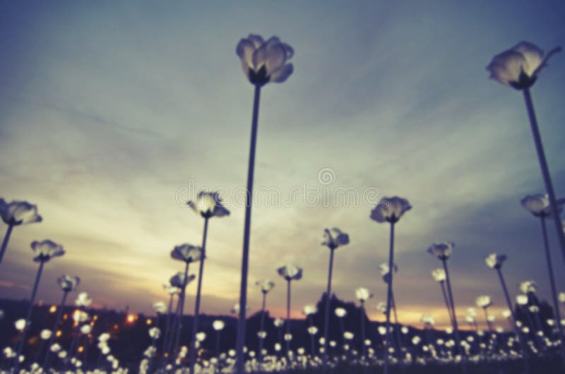 Blurred LED Roses Over Stunning Sunset Background Stock Photo - Image ...