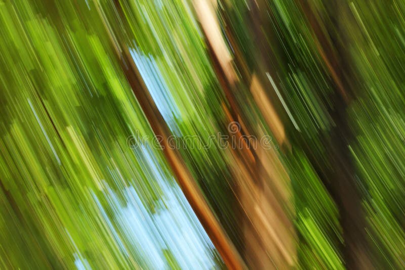 Blurred Light Forest - Background Beauty Stock Photo - Image of magic ...