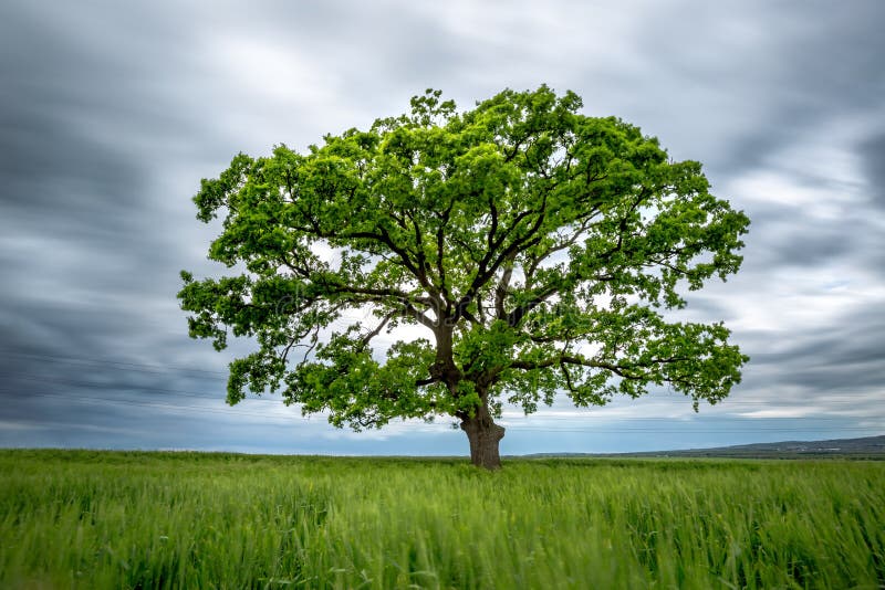 Big Green Tree and Leaves in a Beautiful Nature at Morning in the Misty ...